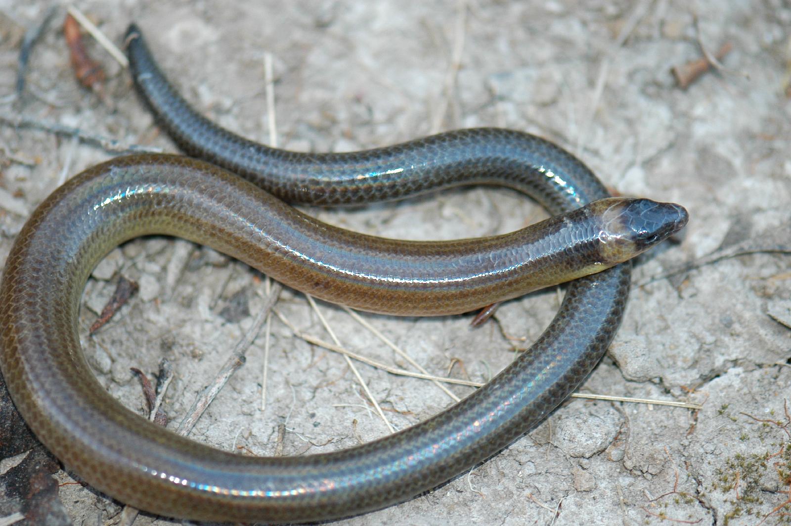 Three Clawed Worm Skink (Anomalopus verreauxii) Three Clawed Worm Skink (Anomalopus verreauxii)